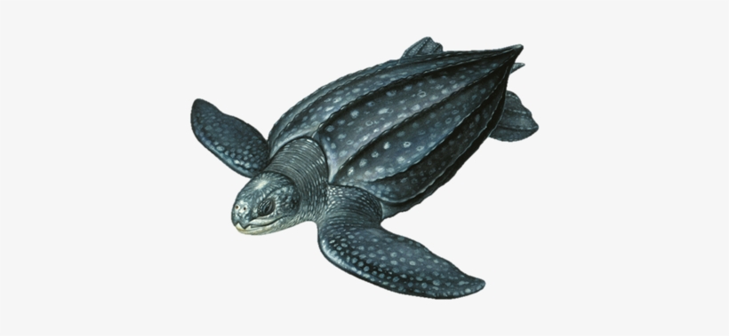 Download Picture - Leather Back Sea Turtle Png | Transparent PNG ...