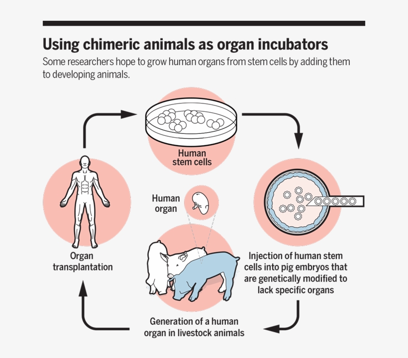 Human-animal Chimera Models - Humans And Animals Are Made Up Of Organs ...