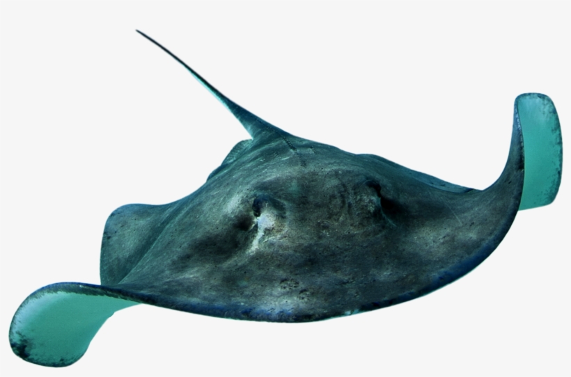 Sting Ray - Stingray Png PNG Image | Transparent PNG Free Download on ...
