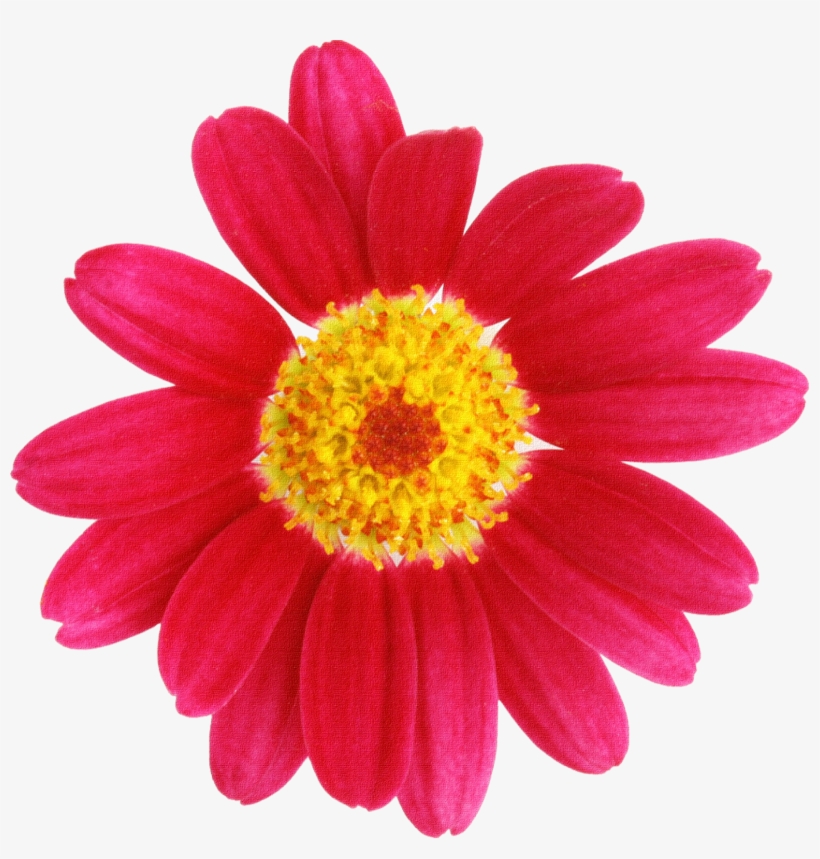 Daisy PNG Image | Transparent PNG Free Download on SeekPNG