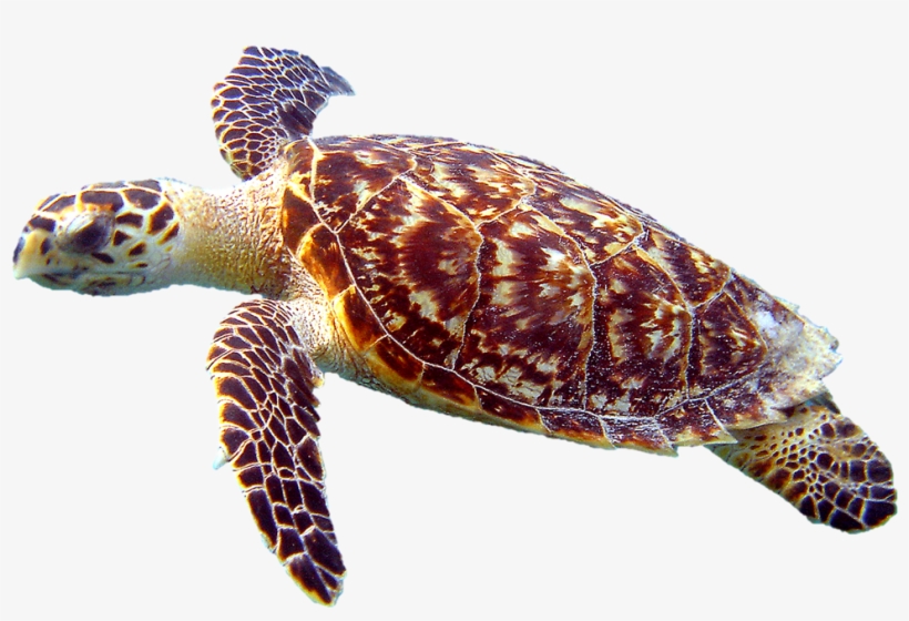 Download Sea Turtle - Sea Turtle Transparent Background | Transparent ...
