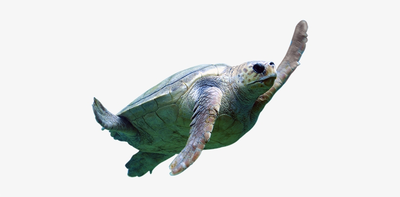 A Cutout Photo Of A Majestic Sea Turtle Swimming Overhead - Save The ...
