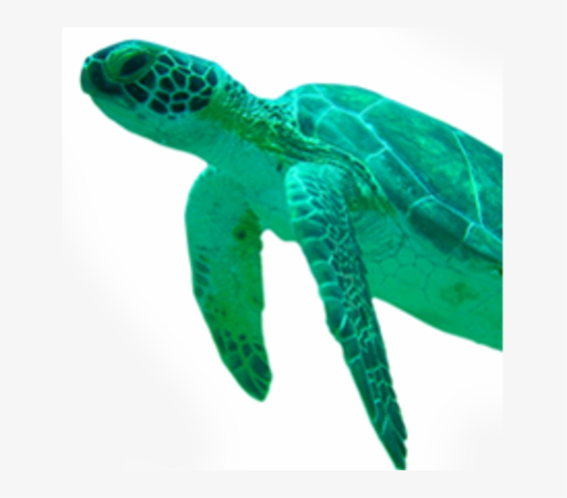 Download Transparent Green Sea Turtle | Transparent PNG Download | SeekPNG