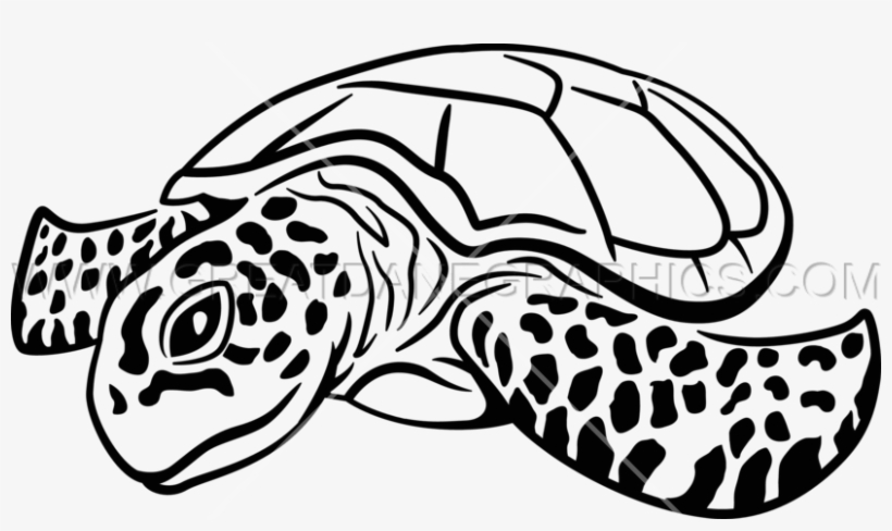 Sea Turtle Drawing Color At Getdrawings - Sea Turtle Line Drawings PNG ...