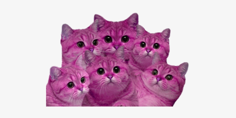 Pretty Pink Pussies 💖 - Pink Cat Transparent Background PNG Image ...