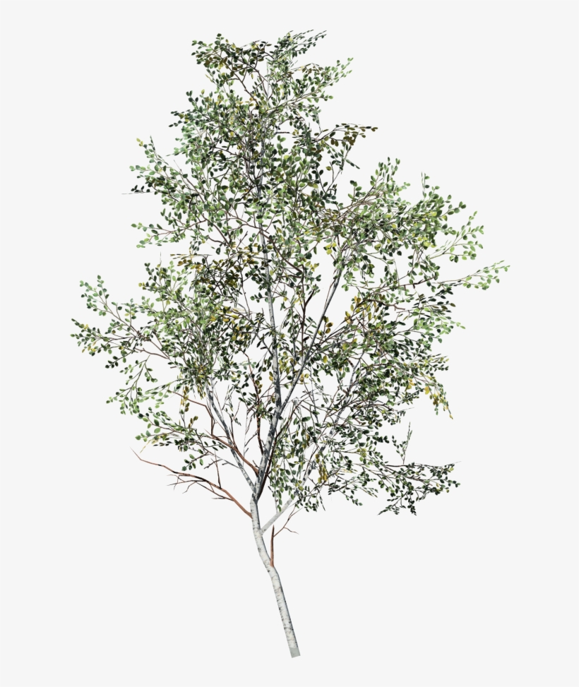 Paper Birch Sapling - Aspen Trees White Background PNG Image ...