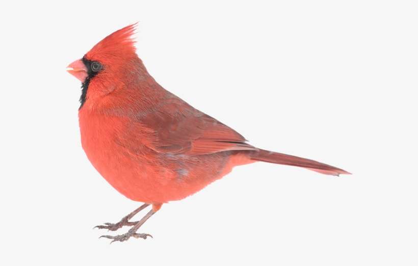 Copyright © 2018 Cardinal - Cardinal Png PNG Image | Transparent PNG ...