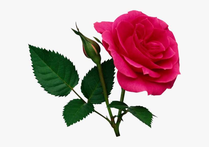 Single Pink Rose Flowers Pictures