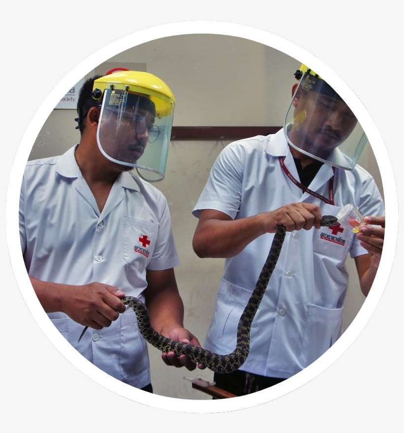 Raising Snakes And Saving Lives In Thailand - Nurse PNG Image ...