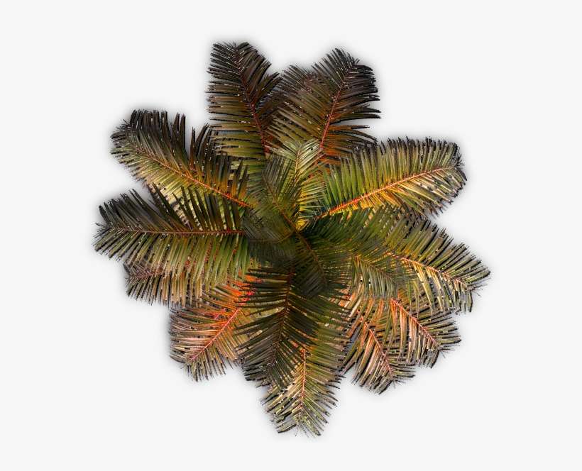 49 663k Palm F - Map PNG Image | Transparent PNG Free Download on SeekPNG