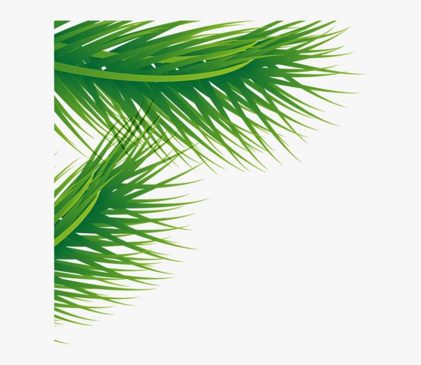 Sabal Minor PNG Image | Transparent PNG Free Download on SeekPNG