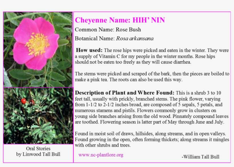 Plant Tag For Rose Bush - Rose PNG Image | Transparent PNG Free ...