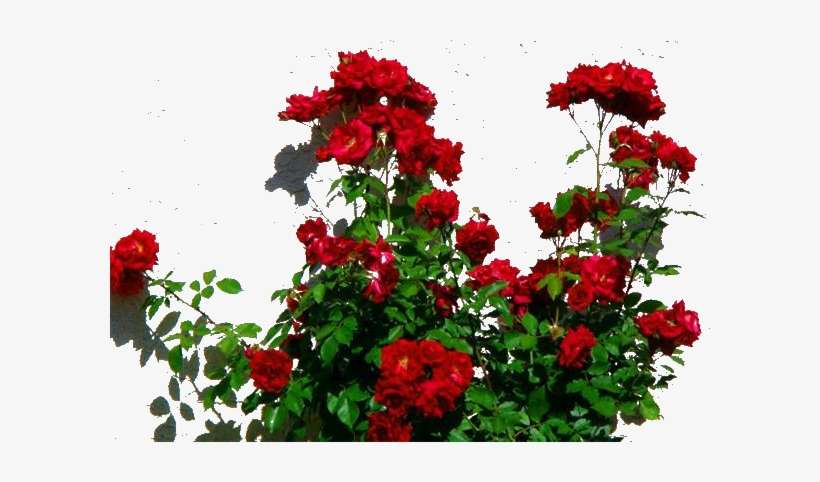 Download Rose Plant Png - Rose Bushes Png | Transparent PNG Download ...