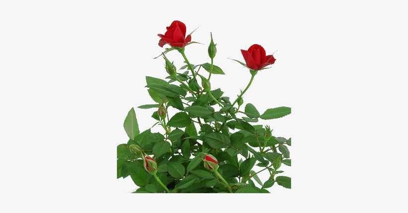 Rose Bush Png Bem Fácil - Red Rose Bush Png PNG Image | Transparent PNG ...