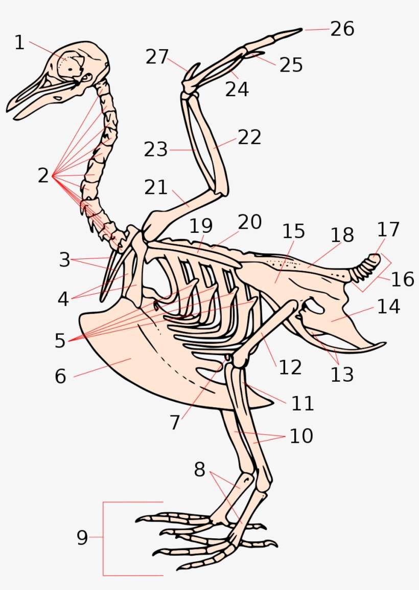 Skeleton Labeled, Skeleton Keys, Wing Anatomy, Bird - Blank Bird ...