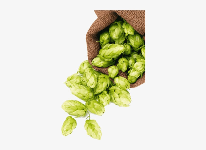 Hop Breeding - Barth-haas Hops Companion: A Guide PNG Image ...