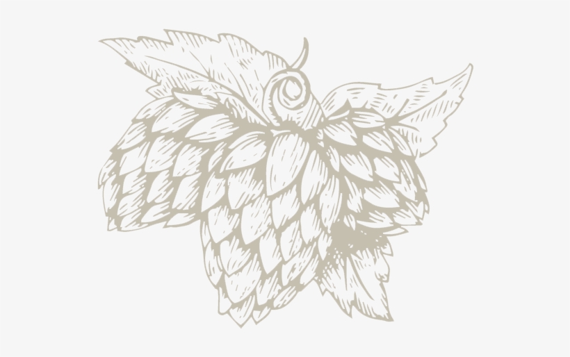 Hops Illustration - Hops Transparent PNG Image | Transparent PNG Free ...