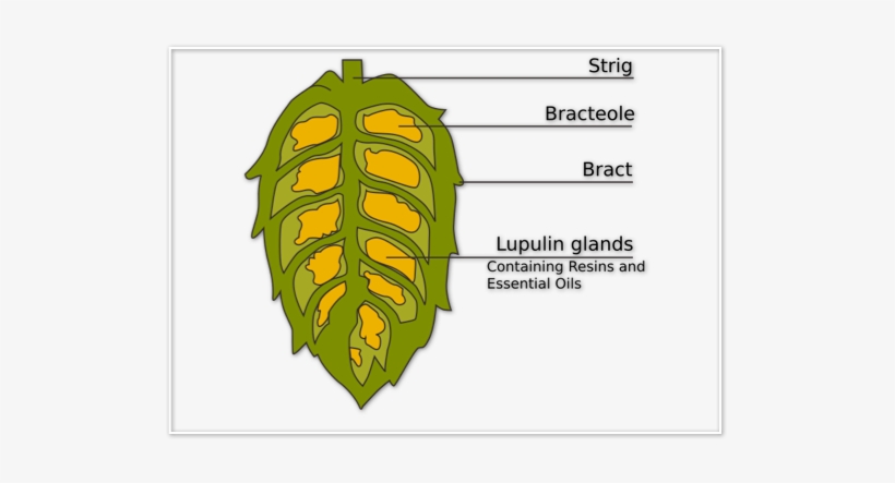 Lupulin Hops PNG Image | Transparent PNG Free Download on SeekPNG