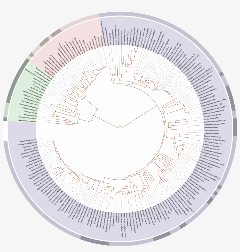 Download Tree Of Life - Phylogenetic Tree Of Life | Transparent PNG ...