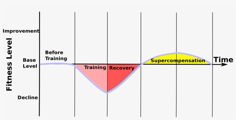 Arnold Schwarzenegger - Anabolic And Catabolic Muscle PNG Image ...