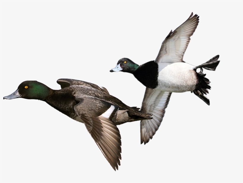 Mallard PNG Image | Transparent PNG Free Download on SeekPNG