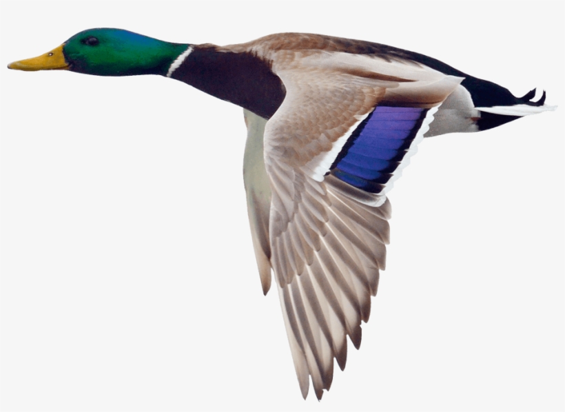 Boise Goose Turkey Hunts - Mallard Duck Flying Png PNG Image ...
