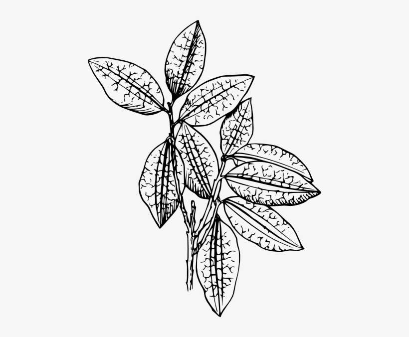 Free Vector Coca Plant Clip Art - Plant Clip Art PNG Image ...