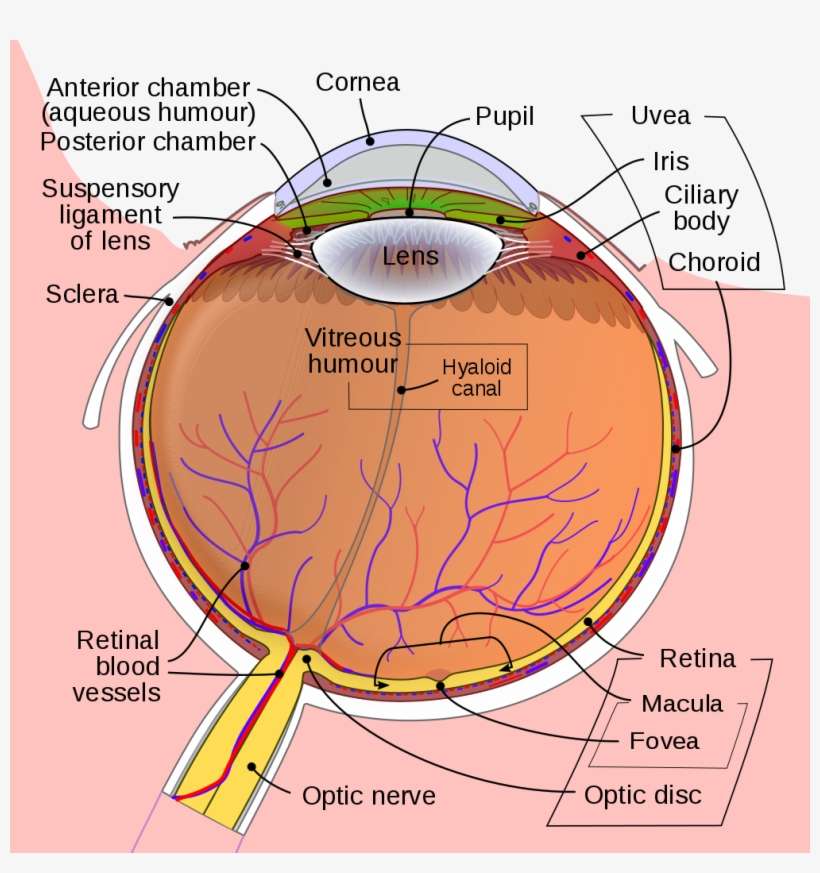 Eye - Schematic Diagram Of Eye PNG Image | Transparent PNG Free ...