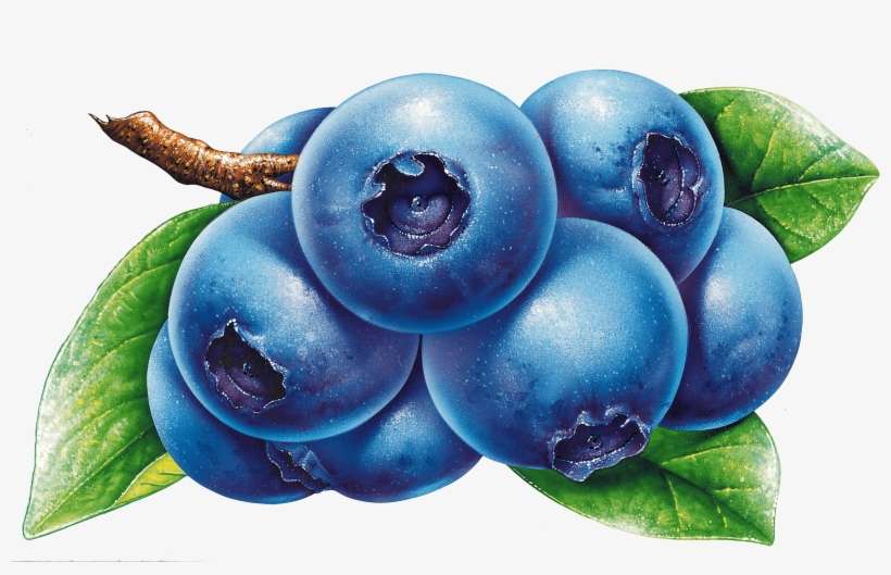 Blueberries Drawing Transparent Png - Blueberry Clipart PNG Image ...