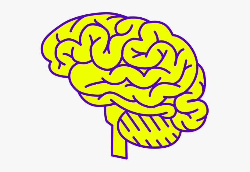 Drawing Of A Brain - Yellow Brain PNG Image | Transparent PNG Free ...