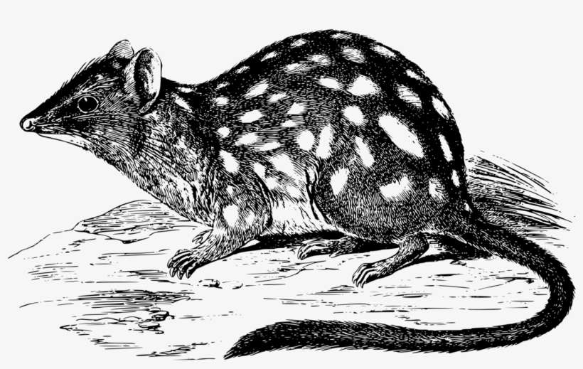Download Rat Raccoon Drawing Northern Quoll Marsupial - Quoll Vector ...