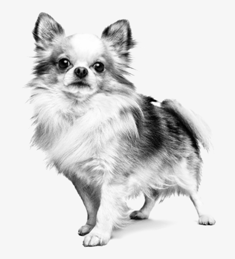 An Error Occurred - Dog PNG Image | Transparent PNG Free Download on ...