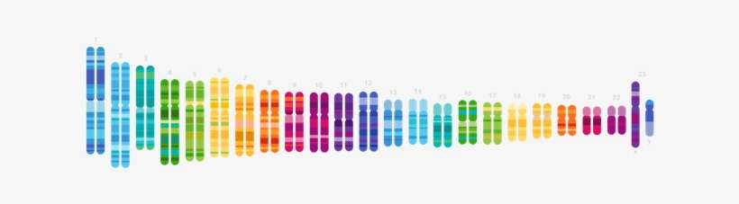 A Colorful Illustration Of 23 Pairs Of Chromosomes - 23 And Me PNG ...
