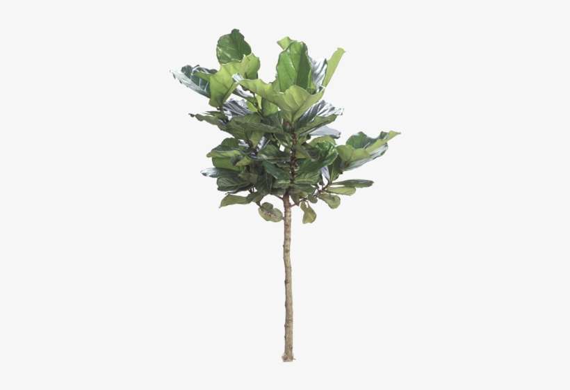 Ficus - Fig Tree White Pot PNG Image | Transparent PNG Free Download on ...