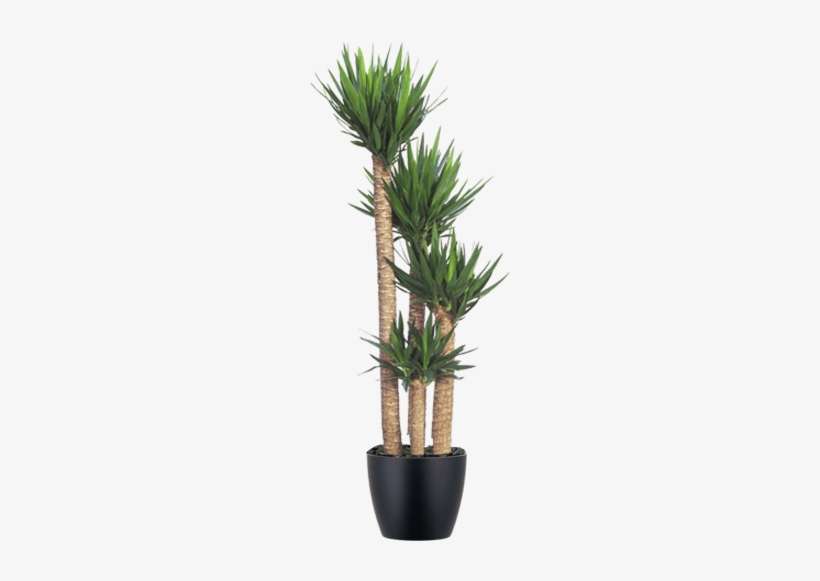 Yucca Indoor Plant In Black Container - Best Indoor Small Plant PNG ...