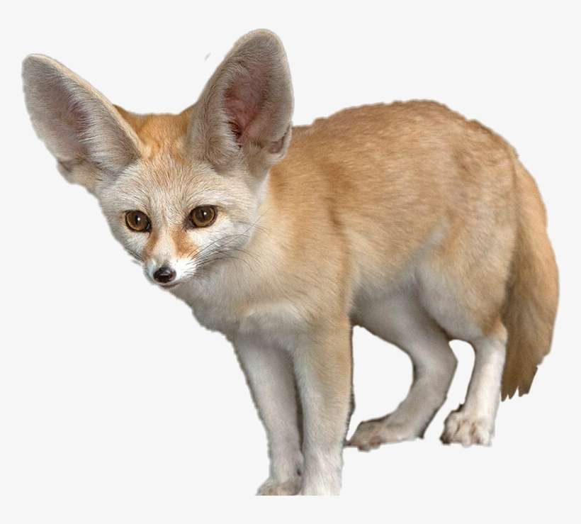 Fennec Fox On A Rock Journal PNG Image | Transparent PNG Free Download ...