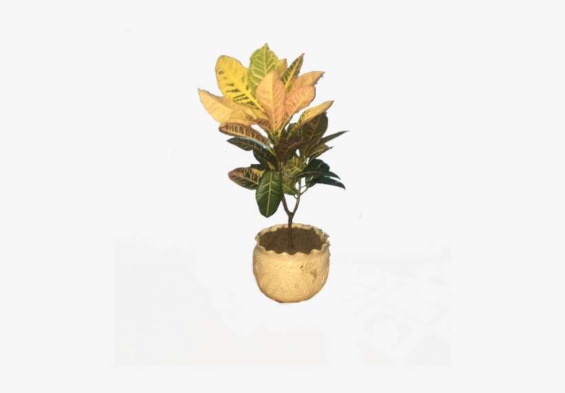 Quick View - Garden Croton PNG Image | Transparent PNG Free Download on ...