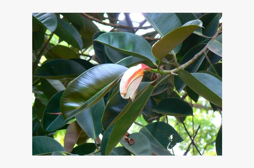 Next Prev - Rubber Plant Bloom PNG Image | Transparent PNG Free ...
