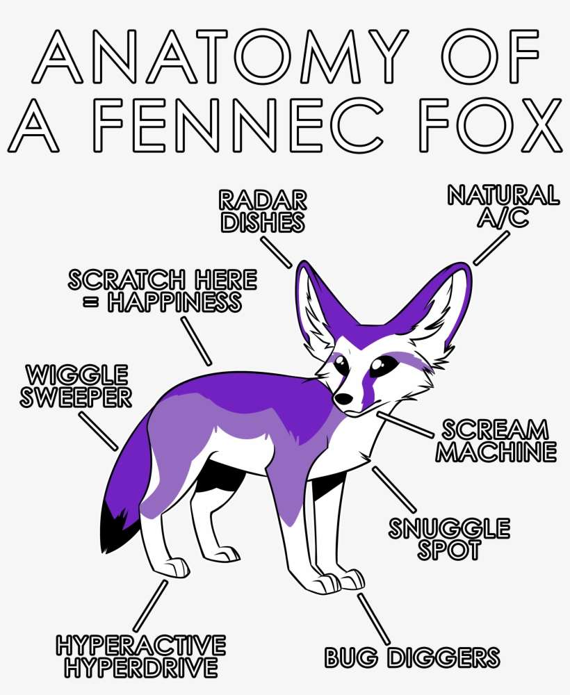 Anatomy Of A Fennec - Anatomy Of A Fennec Fox PNG Image | Transparent ...