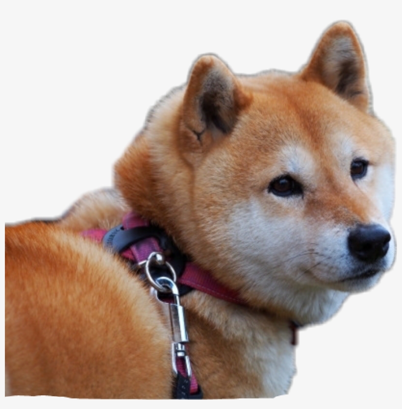 Shiba Inu PNG Image | Transparent PNG Free Download on SeekPNG