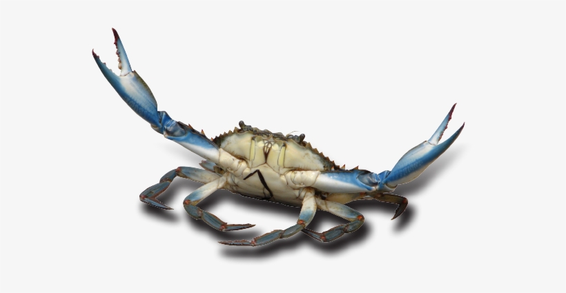 Blue Crab Png Clip Art Library - Blue Claw Crab Png PNG Image ...