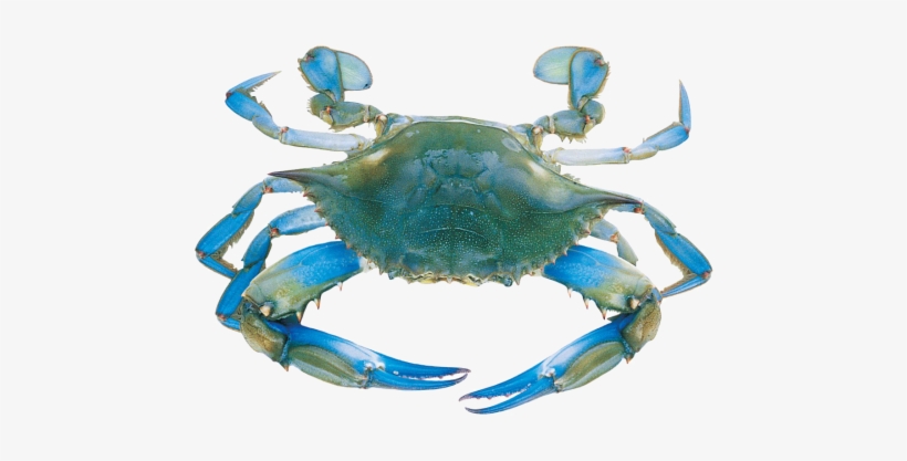 Download Blue Crab Photo - Crab Blue | Transparent PNG Download | SeekPNG