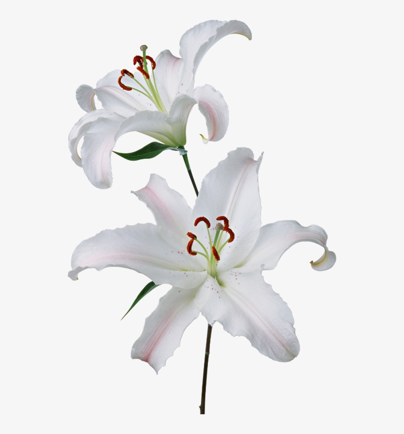 White Lilies - White Lilies Transparent PNG Image | Transparent PNG ...