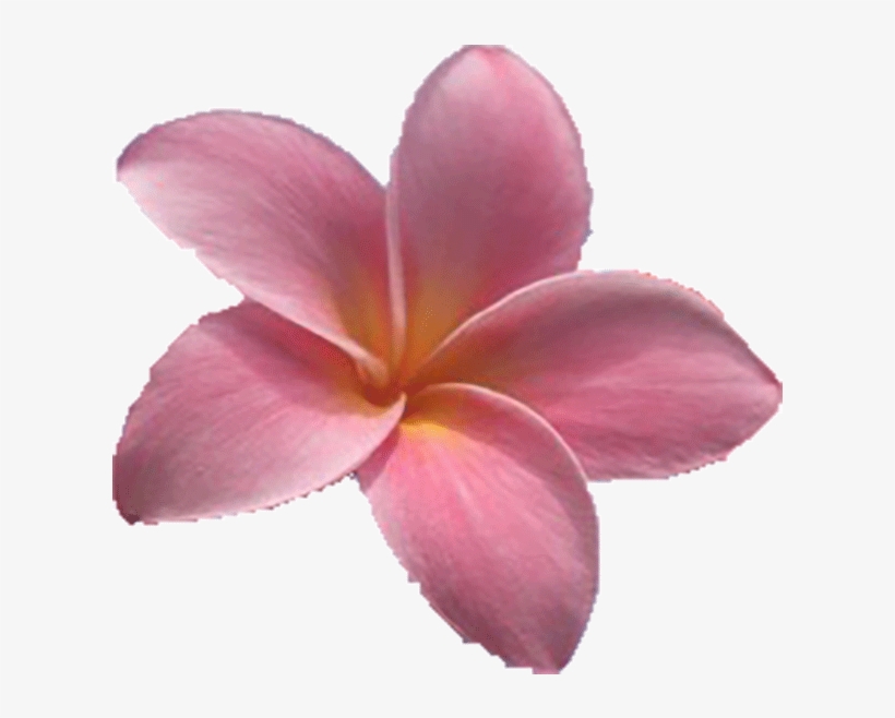 Maui PNG Image | Transparent PNG Free Download on SeekPNG