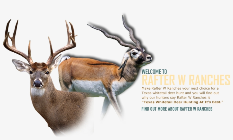 Big Whitetail Deer PNG Image | Transparent PNG Free Download on SeekPNG