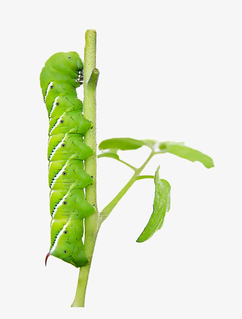 Download Tomato And Tobacco Hornworms Are Serious Pests Of Tomatoes ...