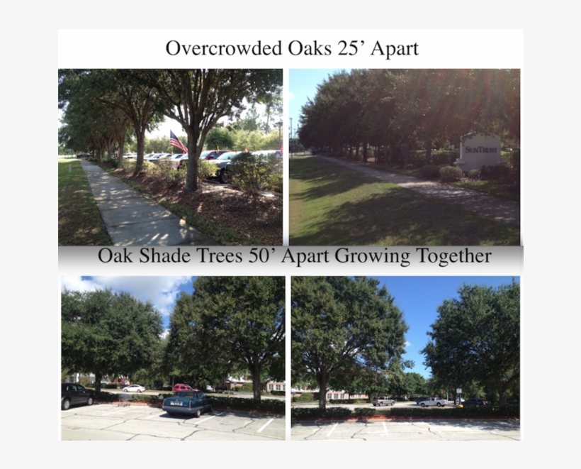 Palm Coast Observer PNG Image | Transparent PNG Free Download on SeekPNG