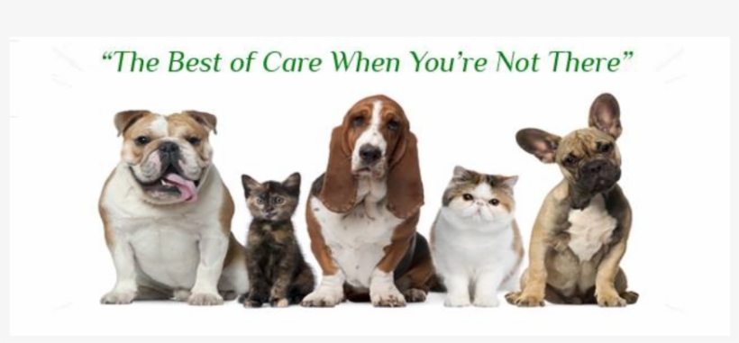 Two Cats Two Dogs PNG Image | Transparent PNG Free Download on SeekPNG