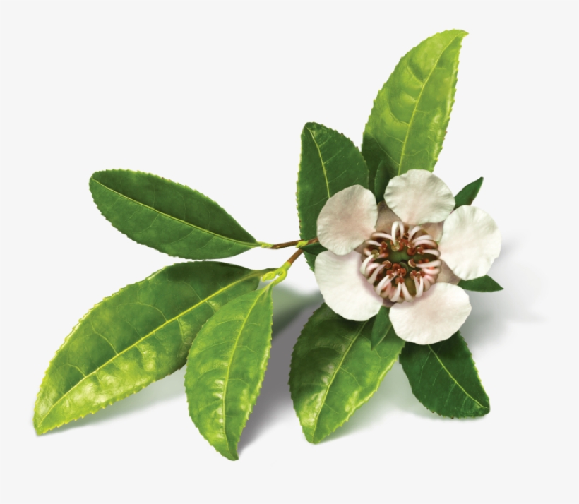 Tea Tree Png Clip Art - Tea Tree Plant Png PNG Image | Transparent PNG ...