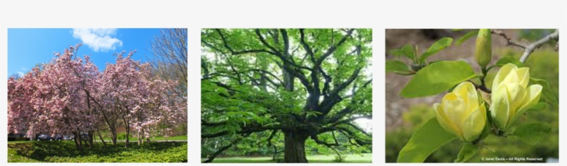 Magnolia Acuminata PNG Image | Transparent PNG Free Download on SeekPNG